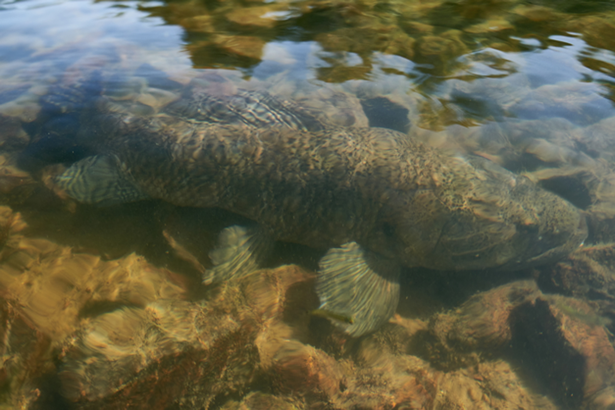 KENDJAM – Trairao VI